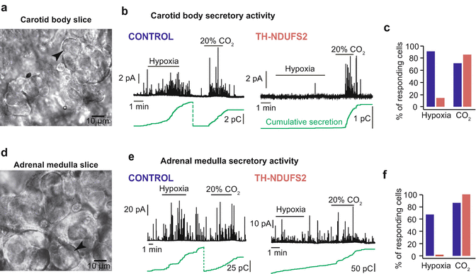 Testing Acute Oxygen Sensing in Genetically Modified Mice ...