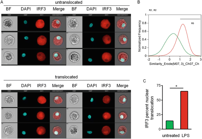 Quantitation of IRF3 Nuclear Translocation in Heterogeneous Cellular ...