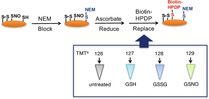 A Proteomics Workflow for Dual Labeling Biotin Switch Assay to Detect ...