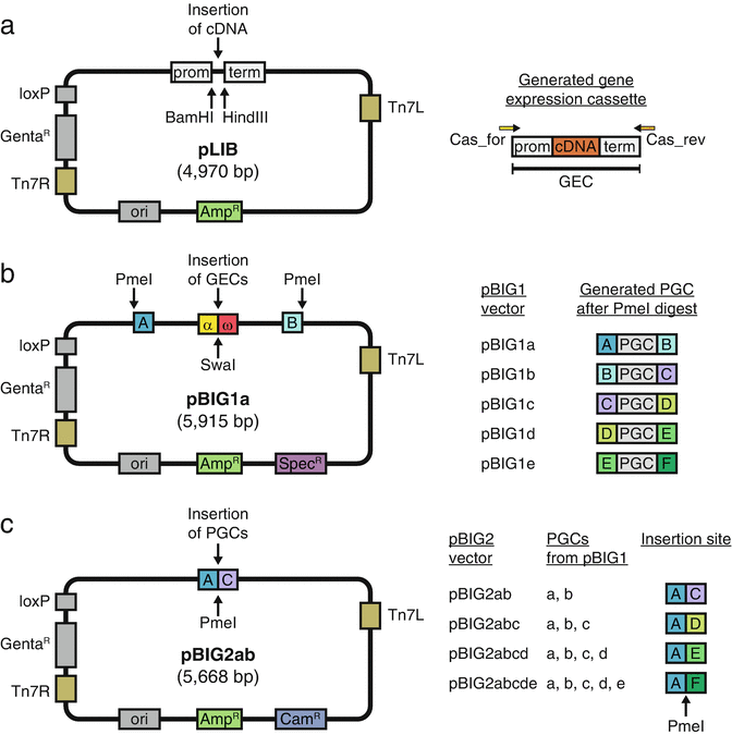 Expressing Multi-subunit Complexes Using biGBac | SpringerLink