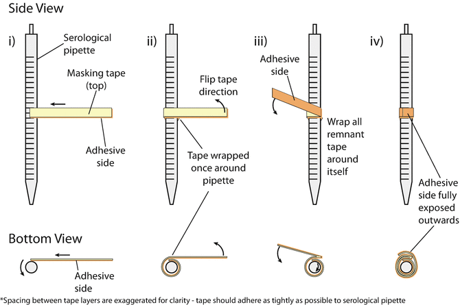 Imaging of Inflammatory Responses in the Mouse Ear Skin | SpringerLink