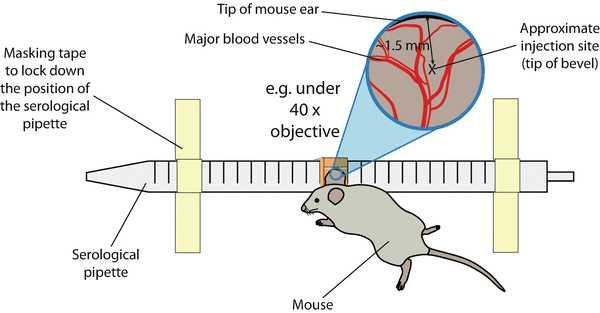 Imaging of Inflammatory Responses in the Mouse Ear Skin | SpringerLink