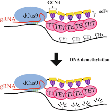 Editing of DNA Methylation Using dCas9-Peptide Repeat and scFv-TET1 ...