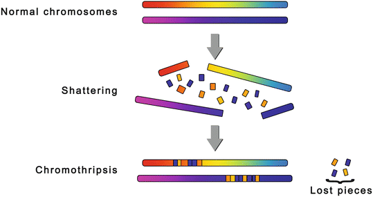 The Genomic Characteristics and Origin of Chromothripsis | SpringerLink