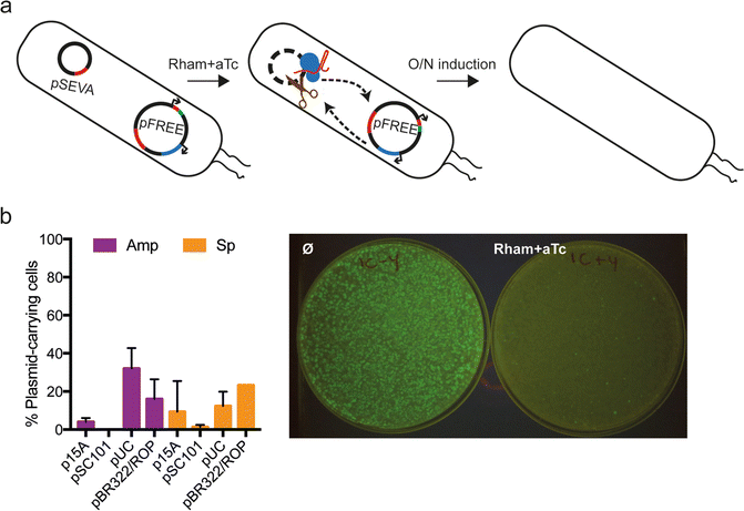 Standardized Cloning and Curing of Plasmids | SpringerLink