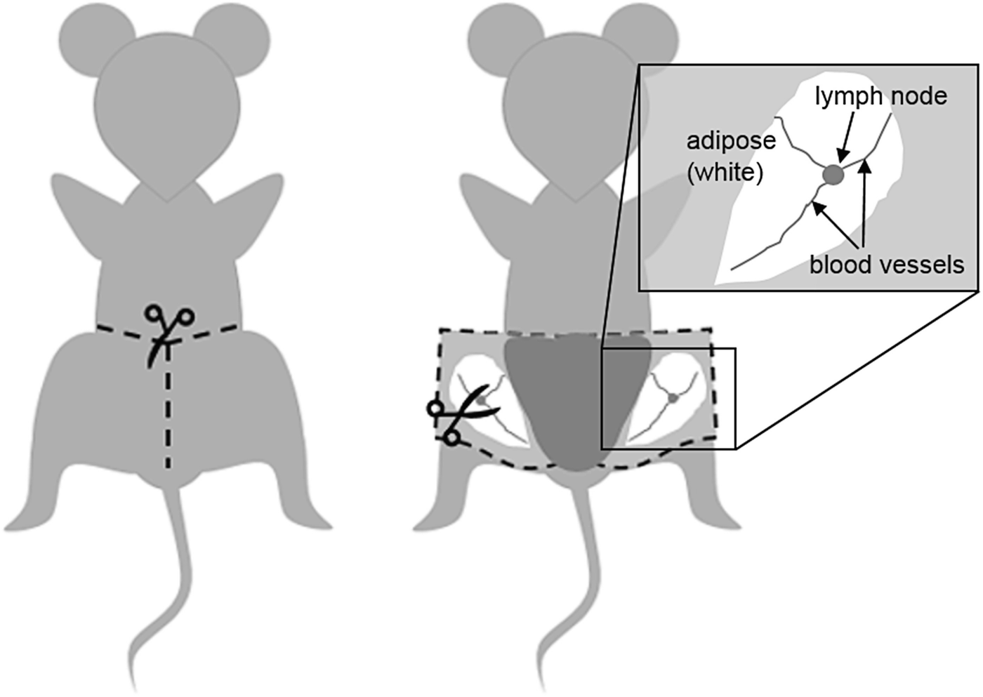 Isolation and Flow Cytometric Analysis of the Stromal Vascular Fraction ...