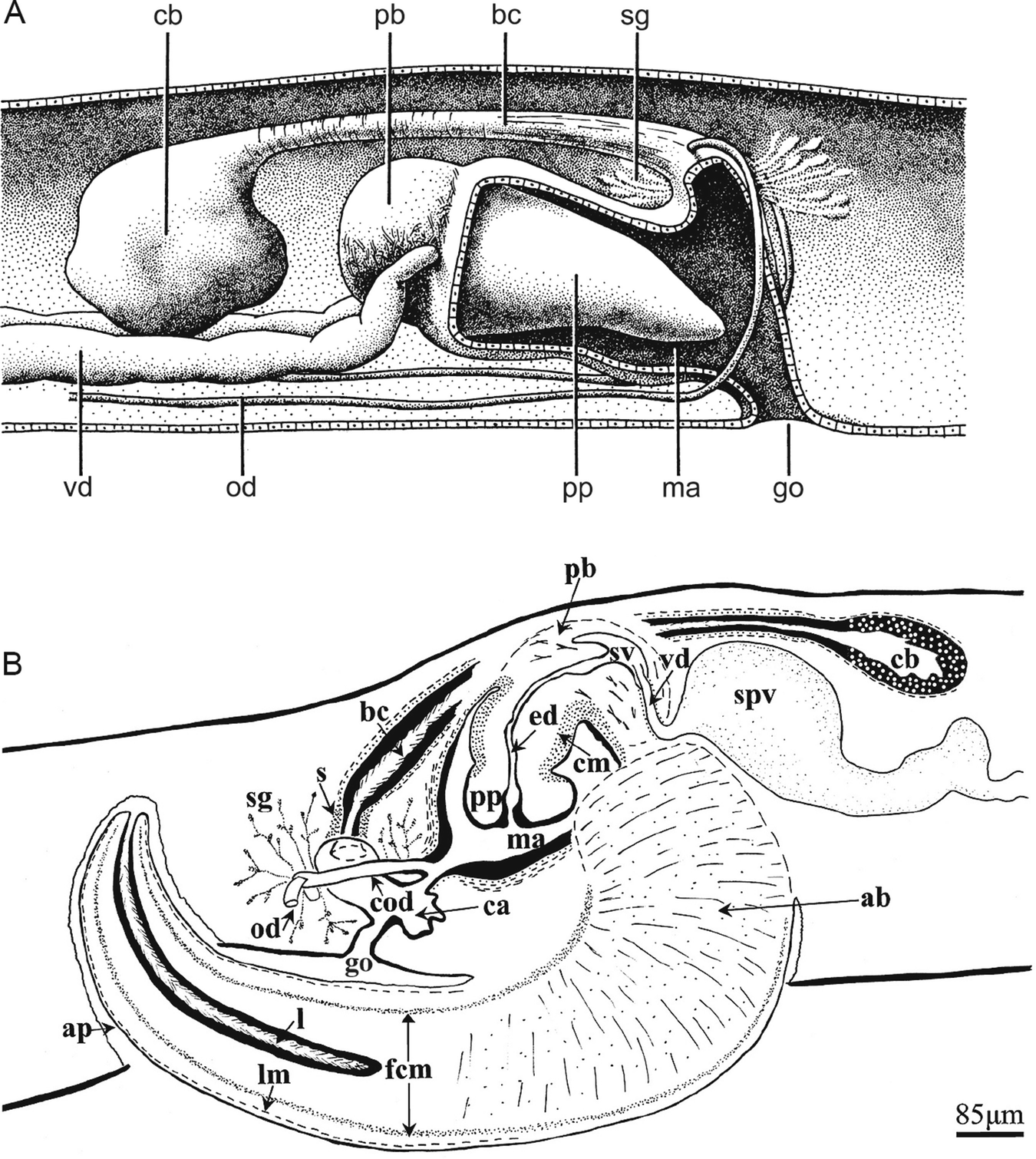 Planarian Diversity and Phylogeny | SpringerLink