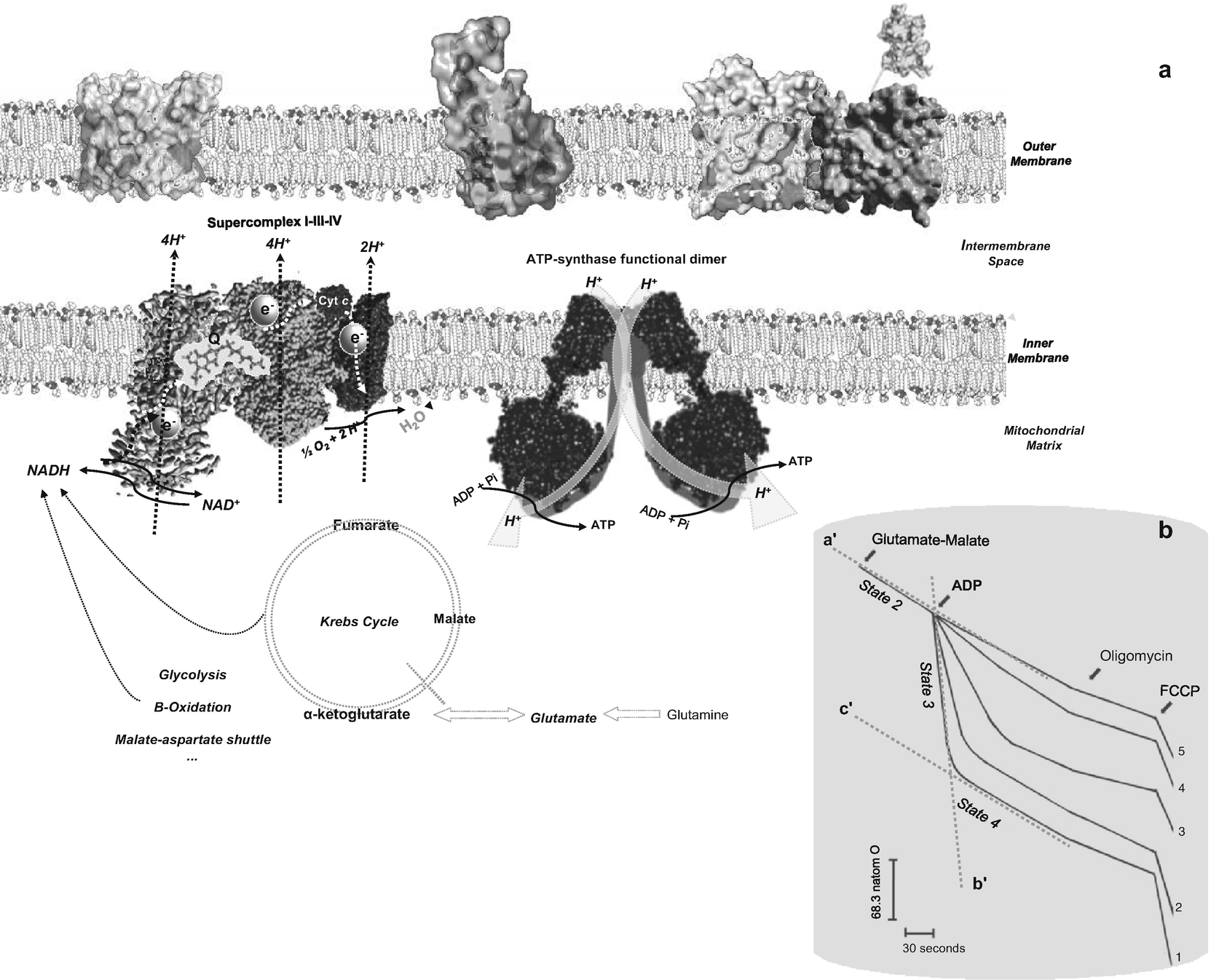 Evaluation of Respiration with Clark-Type Electrode in Isolated ...