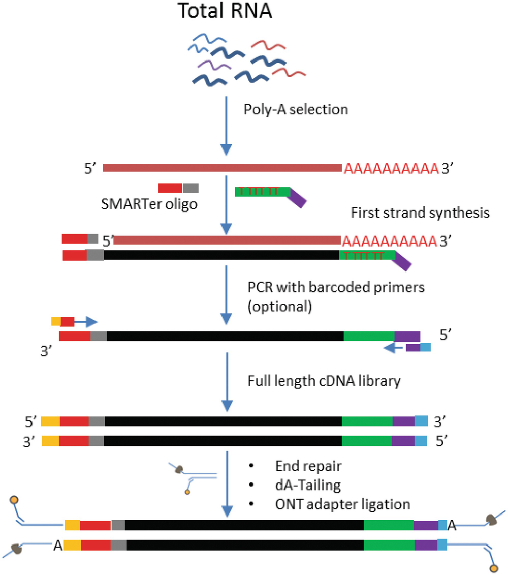 Current and Future Methods for mRNA Analysis: A Drive Toward Single ...