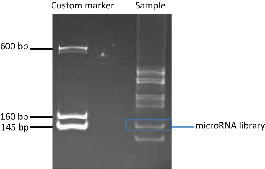 MicroRNA Expression Analysis: Next-Generation Sequencing | SpringerLink