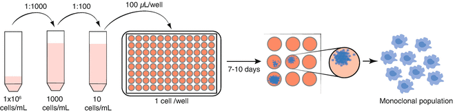 Immortalization of Murine Bone Marrow-Derived Macrophages | SpringerLink