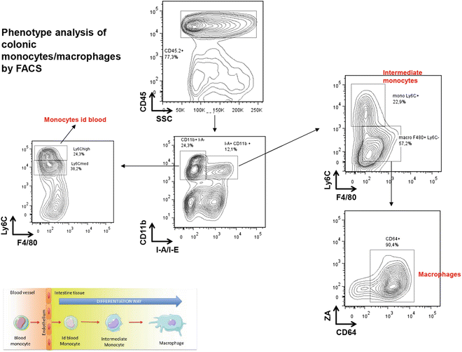 Isolation and Phenotyping of Intestinal Macrophages | SpringerLink