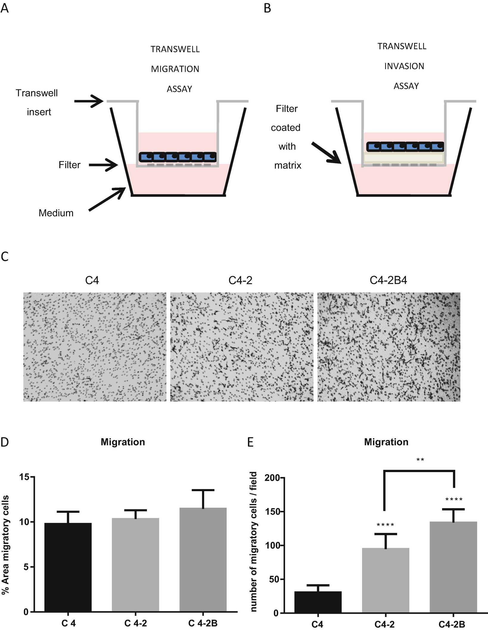 Protocols for Migration and Invasion Studies in Prostate Cancer ...