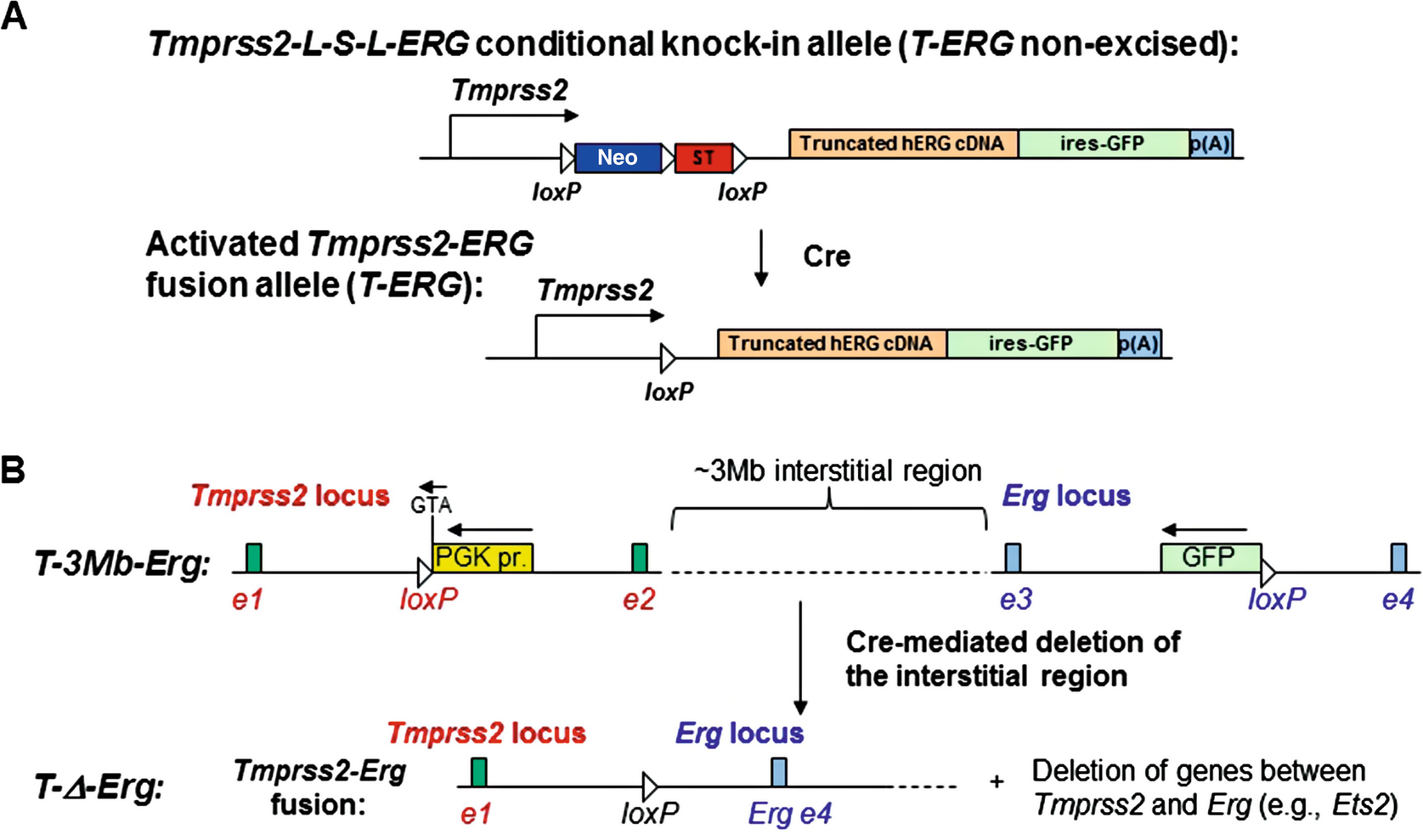 Protocols for Studies on TMPRSS2/ERG in Prostate Cancer | SpringerLink