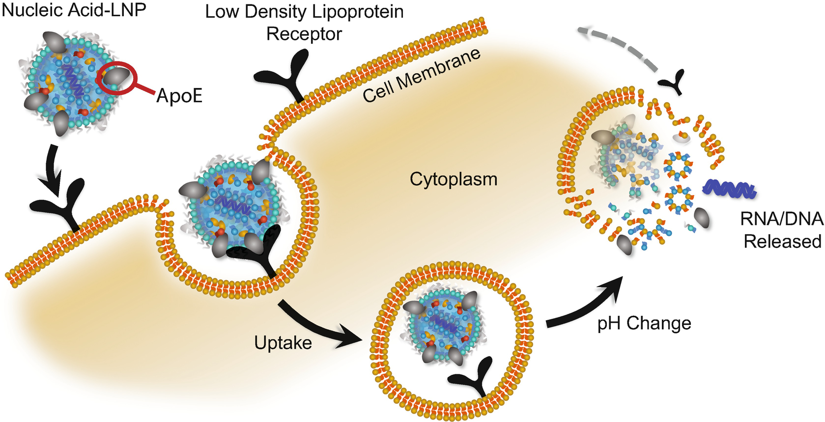 Microfluidic Production and Application of Lipid Nanoparticles for ...