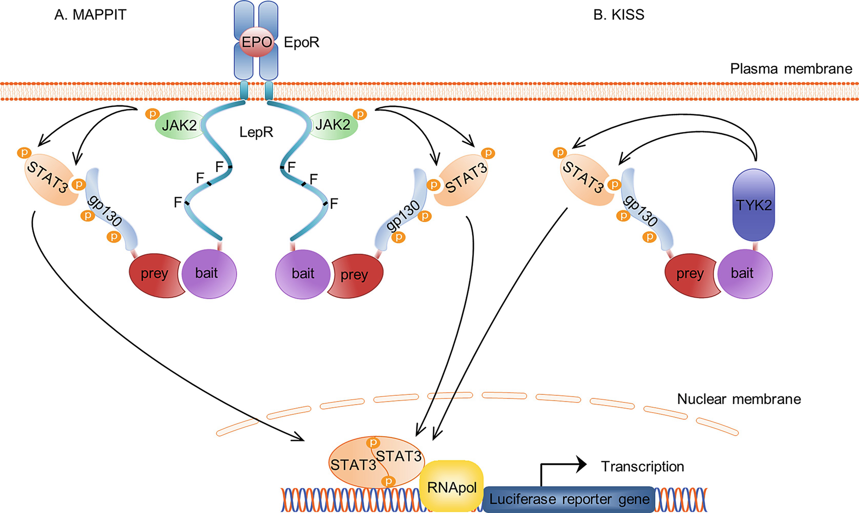 KISS: A Mammalian Two-Hybrid Method for In Situ Analysis of Protein ...