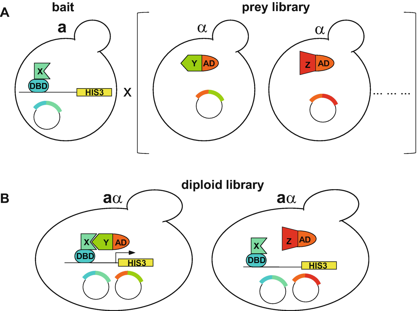 Making the Right Choice: Critical Parameters of the Y2H Systems ...