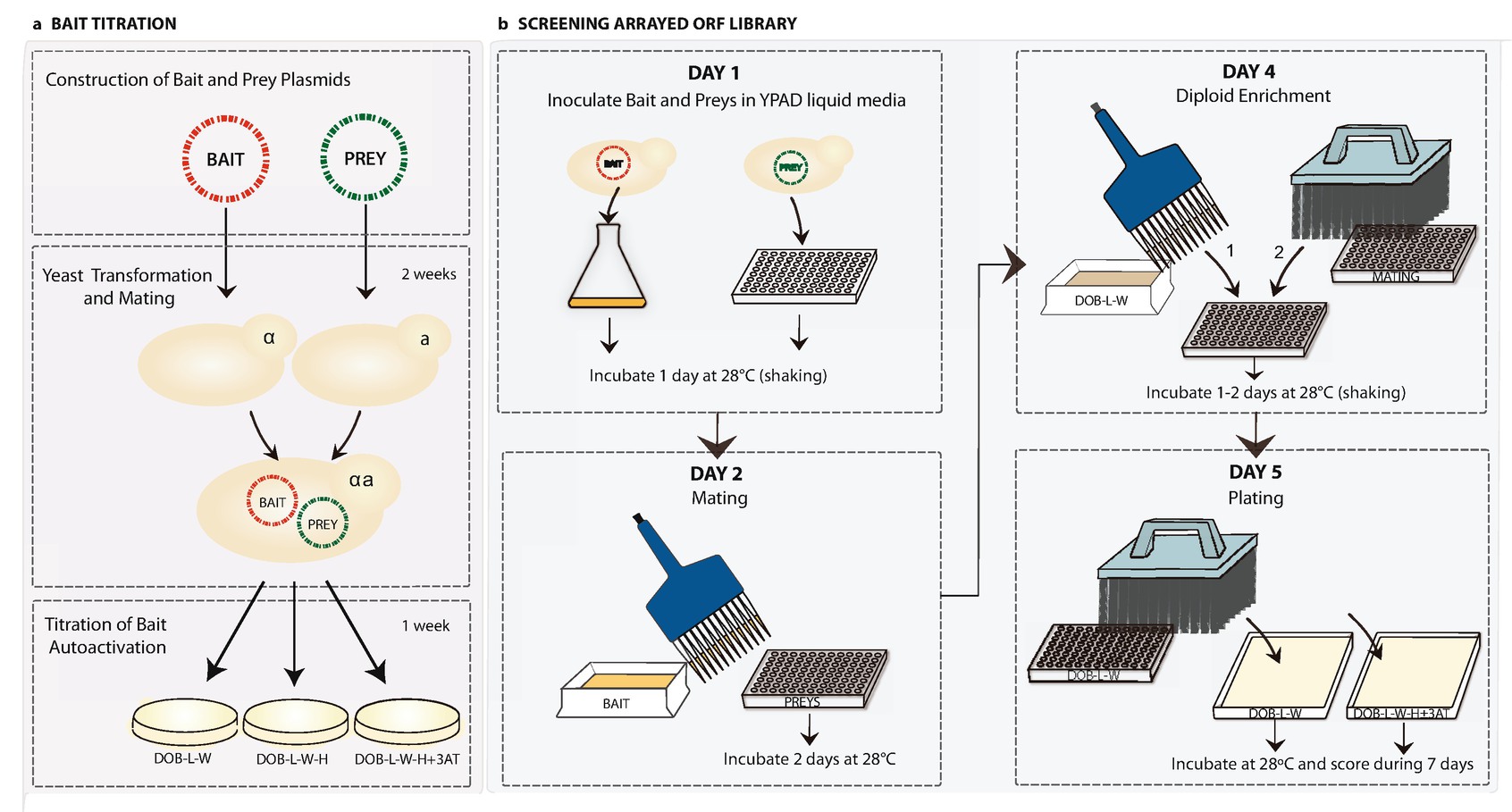 Screening Arrayed Libraries with DNA and Protein Baits to Identify ...