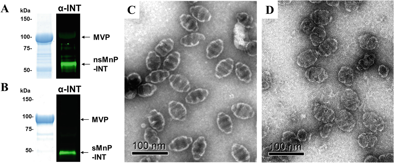 Encapsulation of Exogenous Proteins in Vault Nanoparticles | SpringerLink