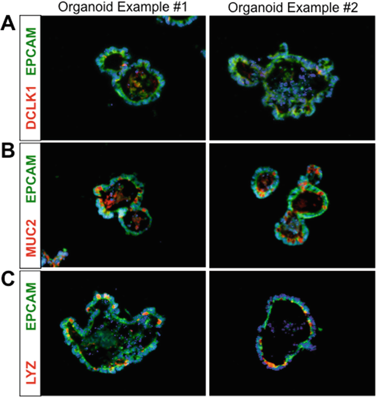 Organoid Cultures for Assessing Intestinal Epithelial Differentiation ...