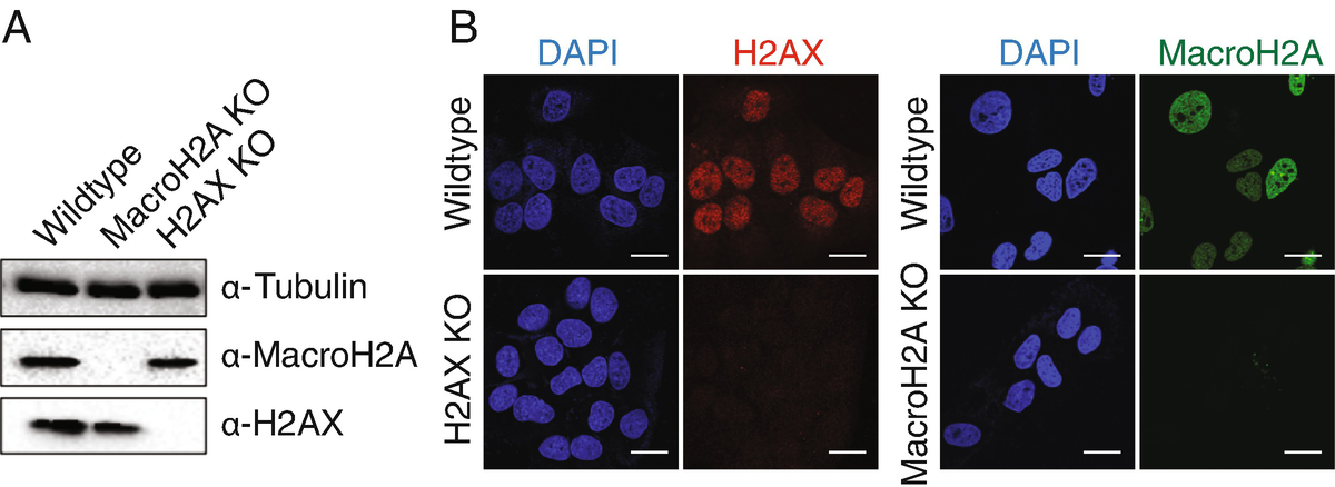 CRISPR/Cas9 Gene Editing of Human Histone H2A Variant H2AX and MacroH2A ...