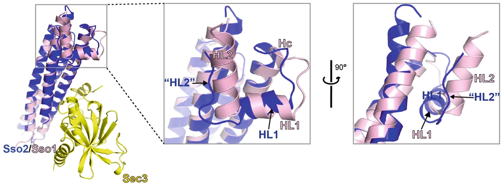 Analysis of the Role of Sec3 in SNARE Assembly and Membrane Fusion ...