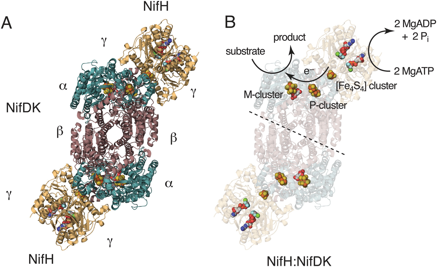 Nitrogenases | SpringerLink