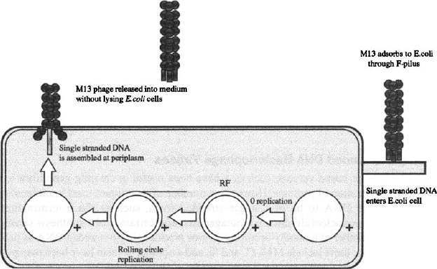 M13 and Phagemid-Based Cloning Vectors | SpringerLink