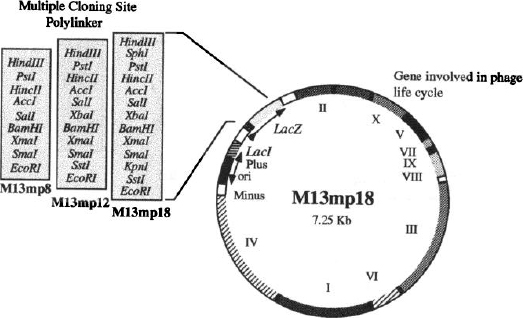 M13 and Phagemid-Based Cloning Vectors | SpringerLink