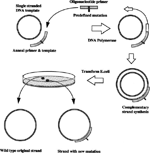 M13 and Phagemid-Based Cloning Vectors | SpringerLink