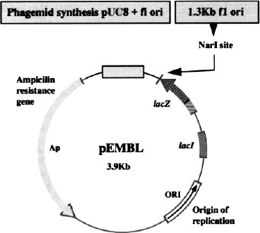 M13 and Phagemid-Based Cloning Vectors | SpringerLink