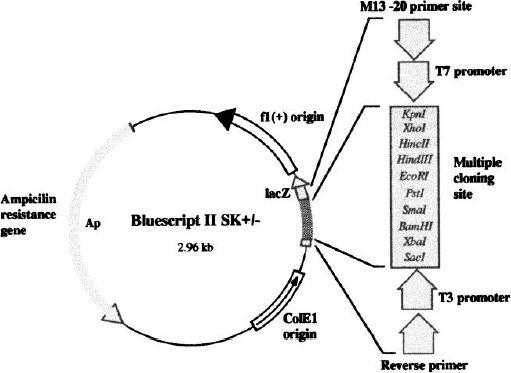 M13 and Phagemid-Based Cloning Vectors | SpringerLink