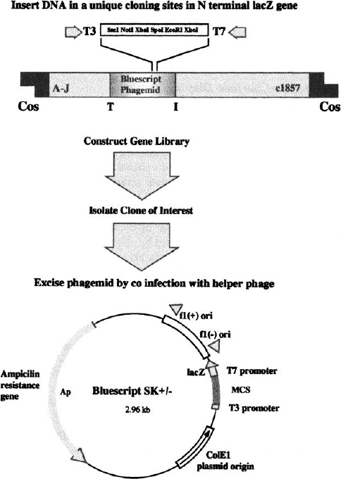 M13 and Phagemid-Based Cloning Vectors | SpringerLink