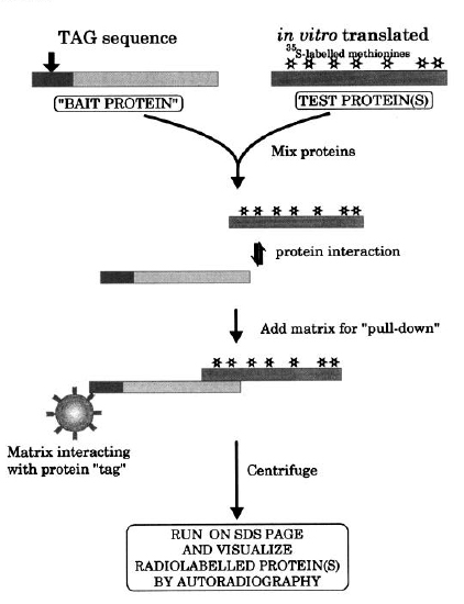 In Vitro Translation | SpringerLink