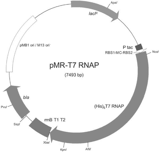Oocyte Expression With Injection of Purified T7 RNA Polymerase ...