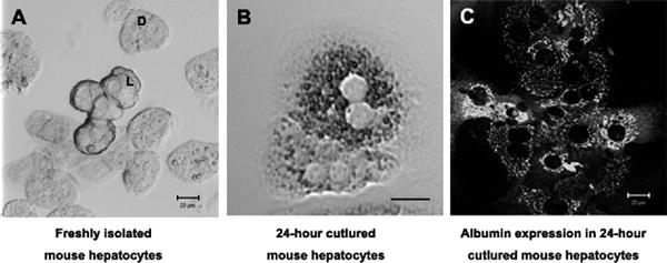 Isolation and Culture of Adult Mouse Hepatocytes | SpringerLink