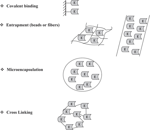 Immobilization of Enzymes | SpringerLink