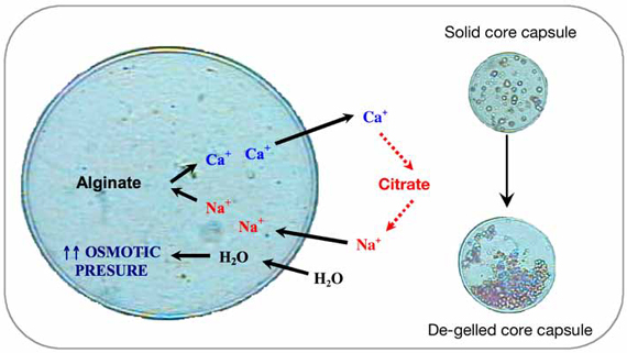 Encapsulation of Cells in Alginate Gels | SpringerLink
