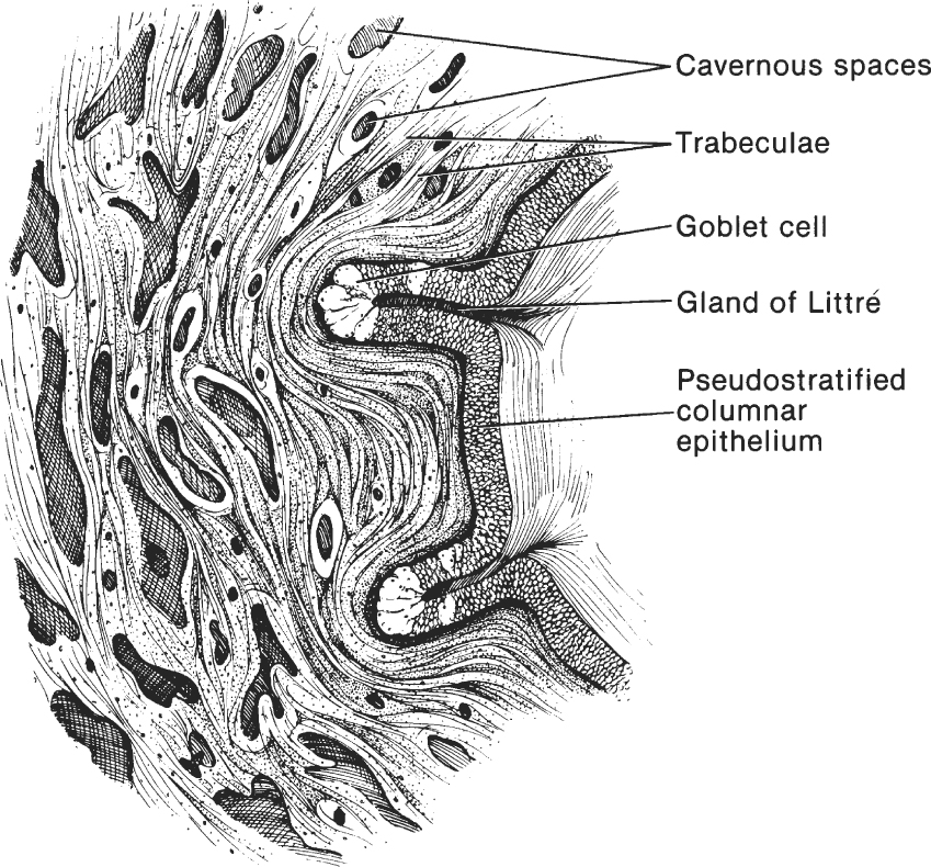 Genital Skin and Urethral Anatomy | SpringerLink