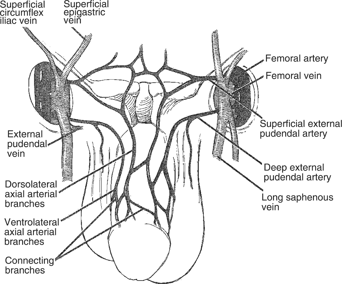 Penile Skin Flaps for Urethral Reconstruction | SpringerLink