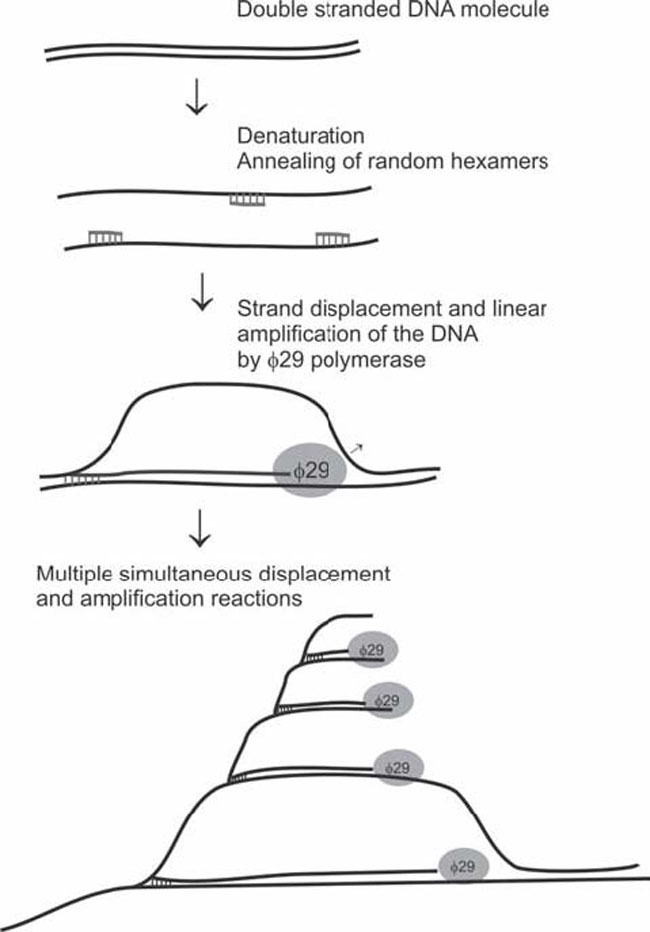 Whole Genome Amplification with Phi29 DNA Polymerase to Enable Genetic ... Whole Genome Amplification with Phi29 DNA Polymerase to Enable Genetic ...