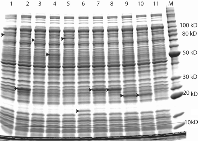 High-Throughput Protein Expression Using Cell-Free System | SpringerLink