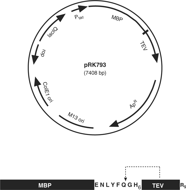 Expression and Purification of Soluble His6-Tagged TEV Protease | SpringerLink