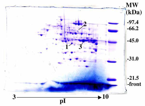 Acrylamide—A Cysteine Alkylating Reagent for Quantitative Proteomics ...