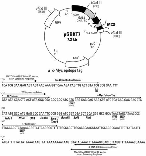 Yeast Two-Hybrid Screening | SpringerLink