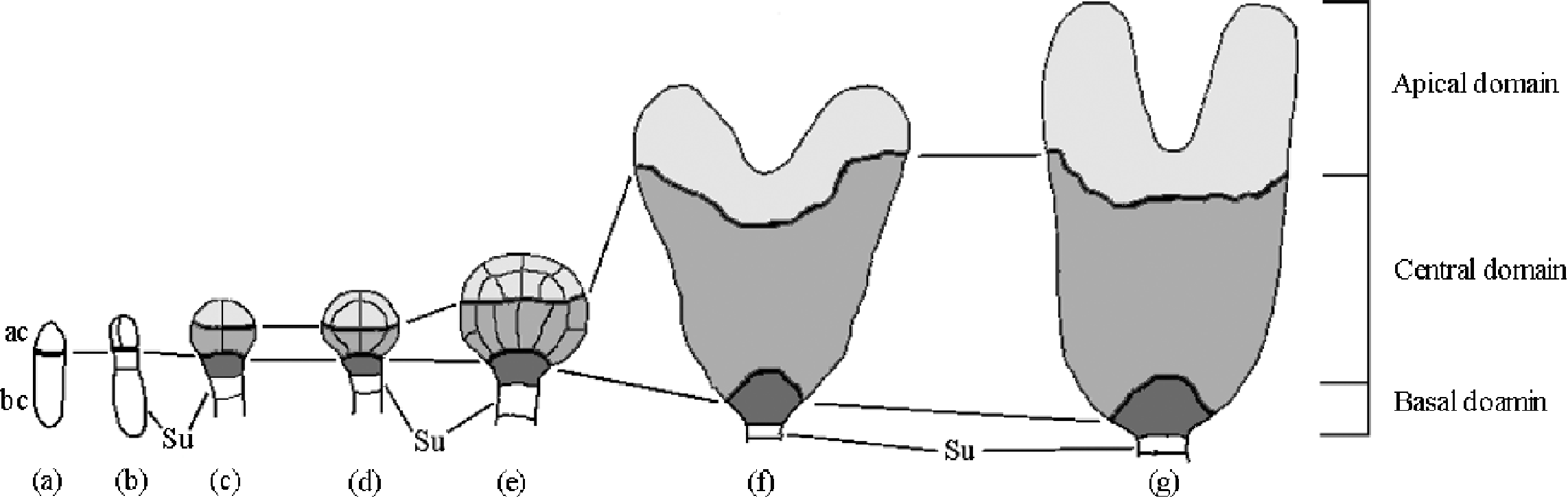Arabidopsis Embryogenesis | SpringerLink