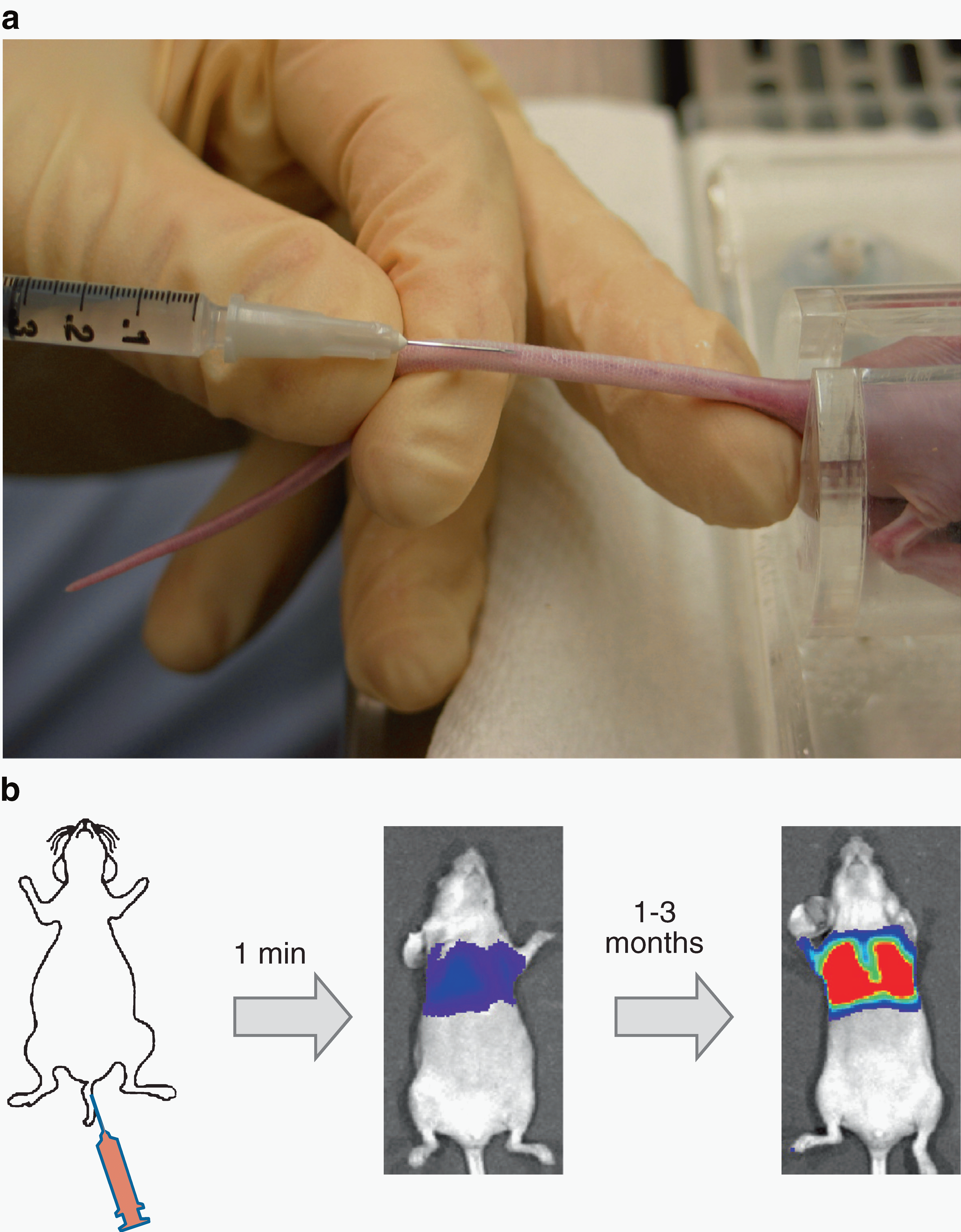 Analysis of Cancer Stem Cell Metastasis in Xenograft Animal Models ...