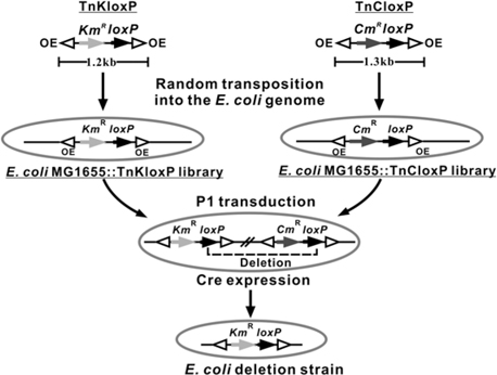Minimization of the Escherichia coli Genome Using the Tn 5-Targeted Cre ...