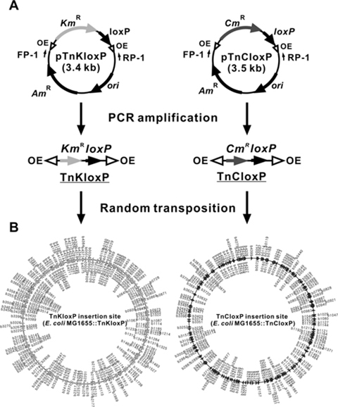 Minimization of the Escherichia coli Genome Using the Tn 5-Targeted Cre ...