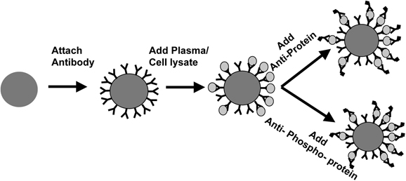 Cell-Free Bead-Based Detection of Total and Phosphorylated Proteins in ...